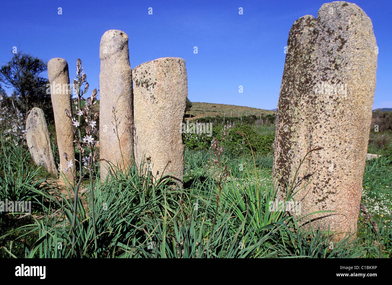 France, Corse du Sud, Stantari stone alignment Stock Photo - Alamy