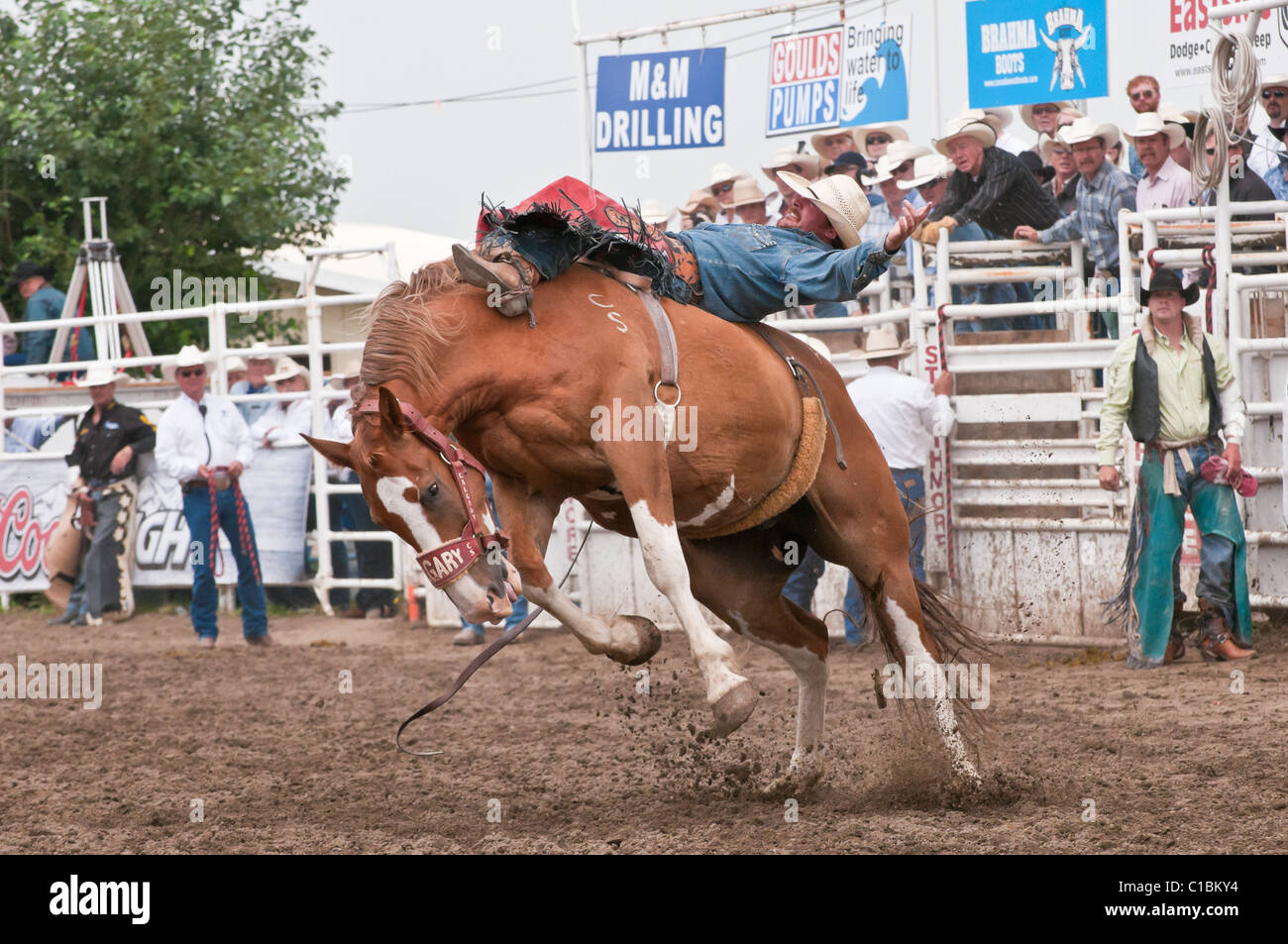 Cowboy, saddle bronc riding, Strathmore Heritage Days, Rodeo ...