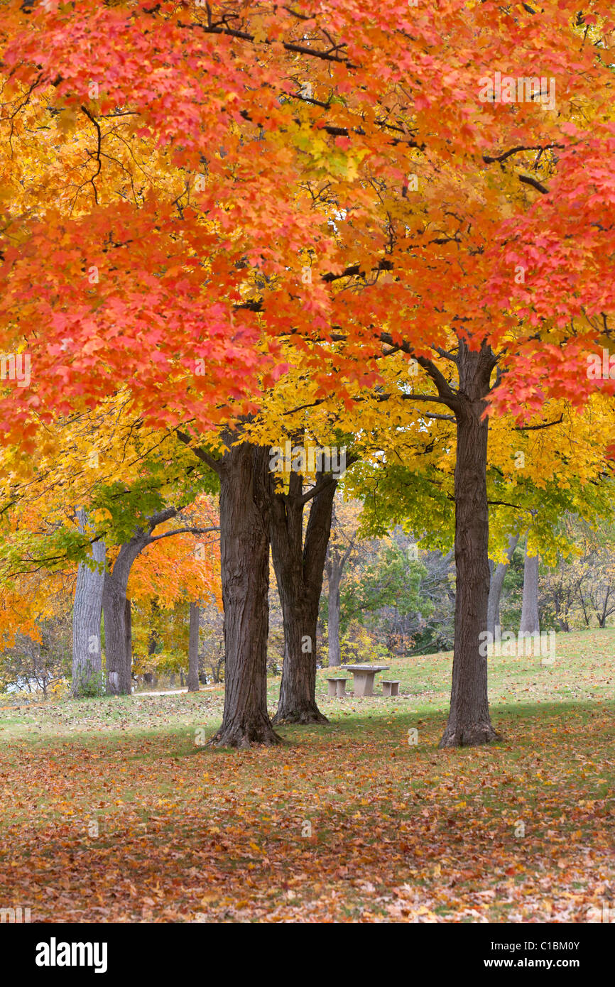 Park scene in the Fall Stock Photo - Alamy