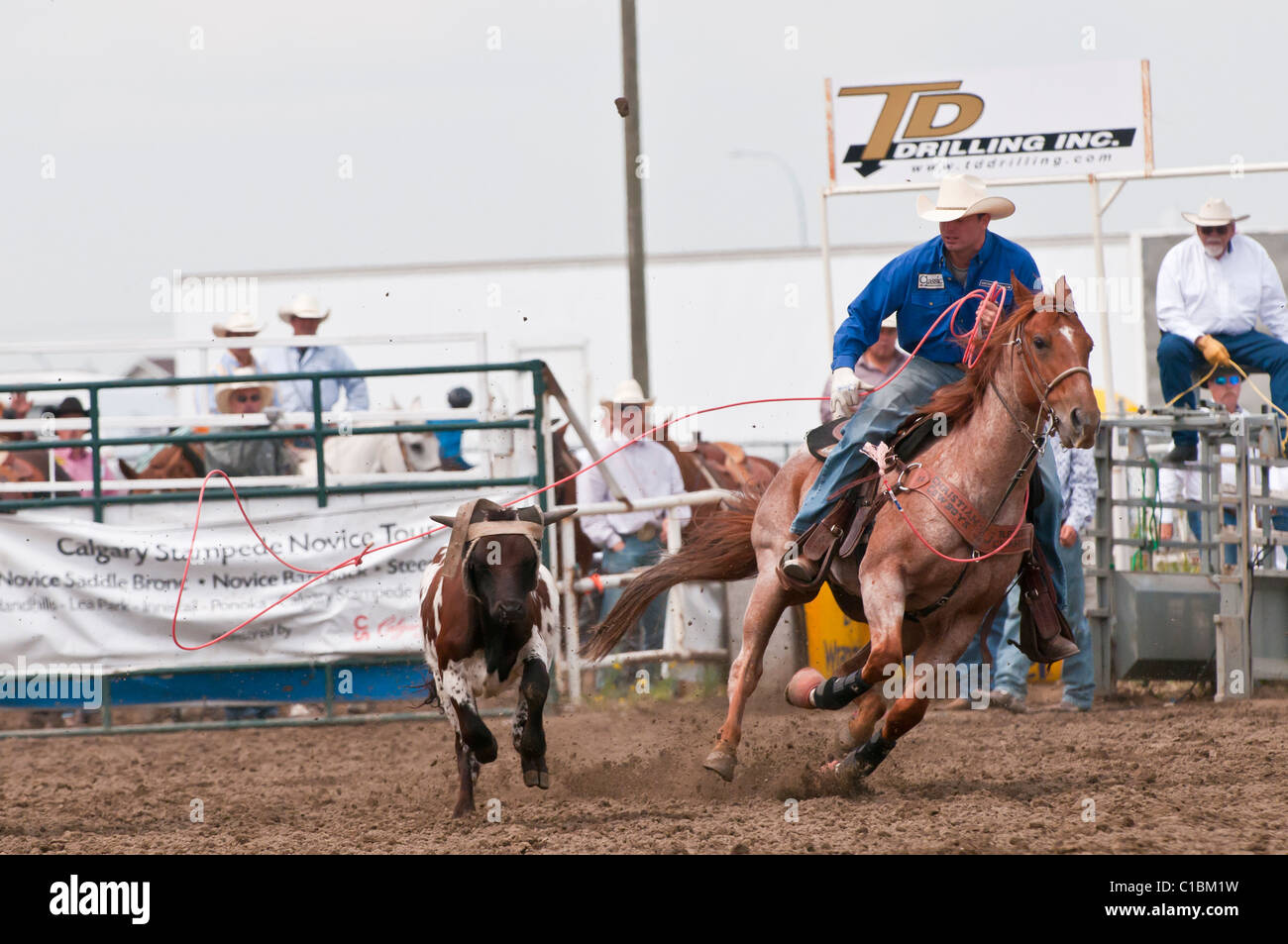 Cowboy Roping Steer High Resolution Stock Photography and Images - Alamy
