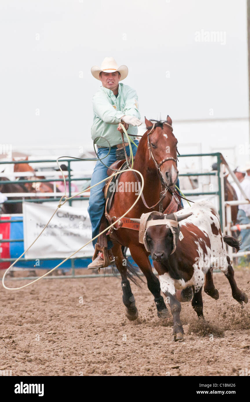 Rodeo cowboy steer roping hi-res stock photography and images - Alamy