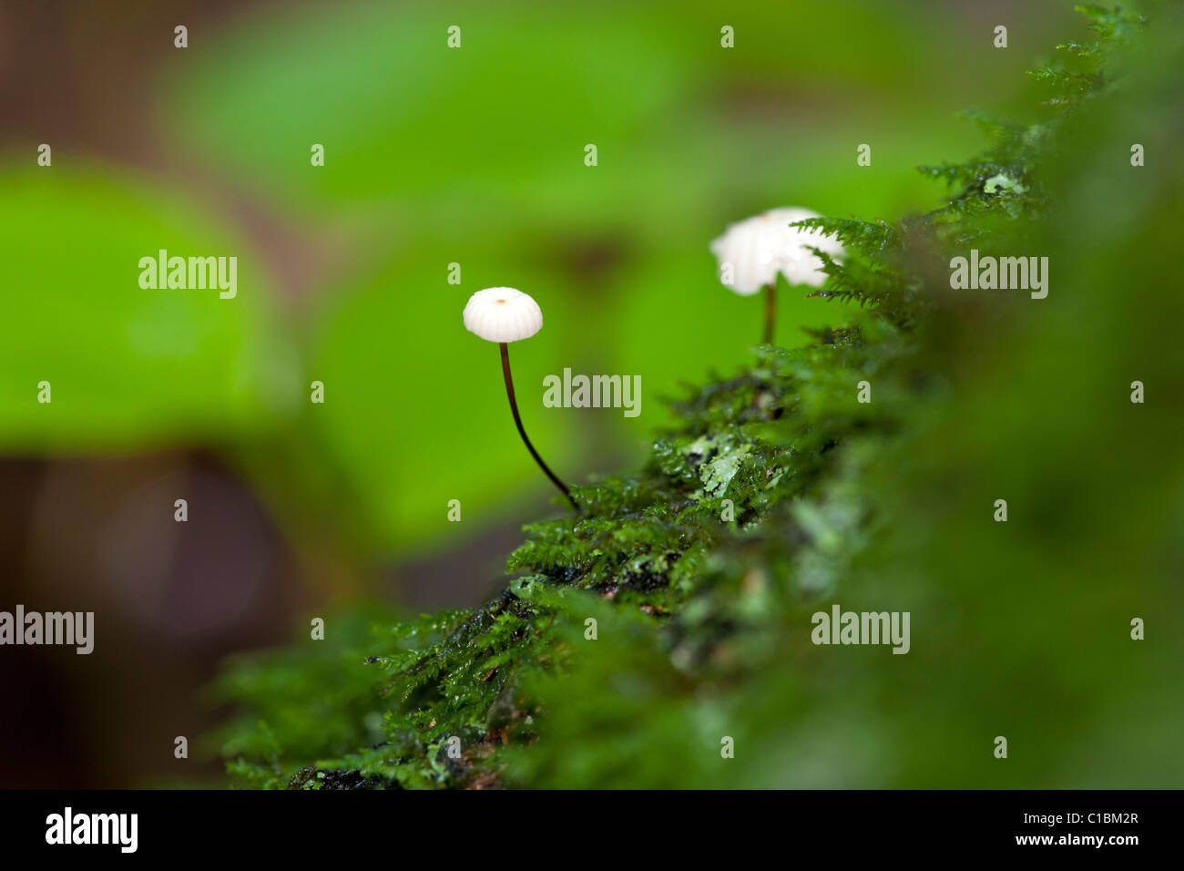 Delicate white pinwheel mushroom in moss against a green background ...