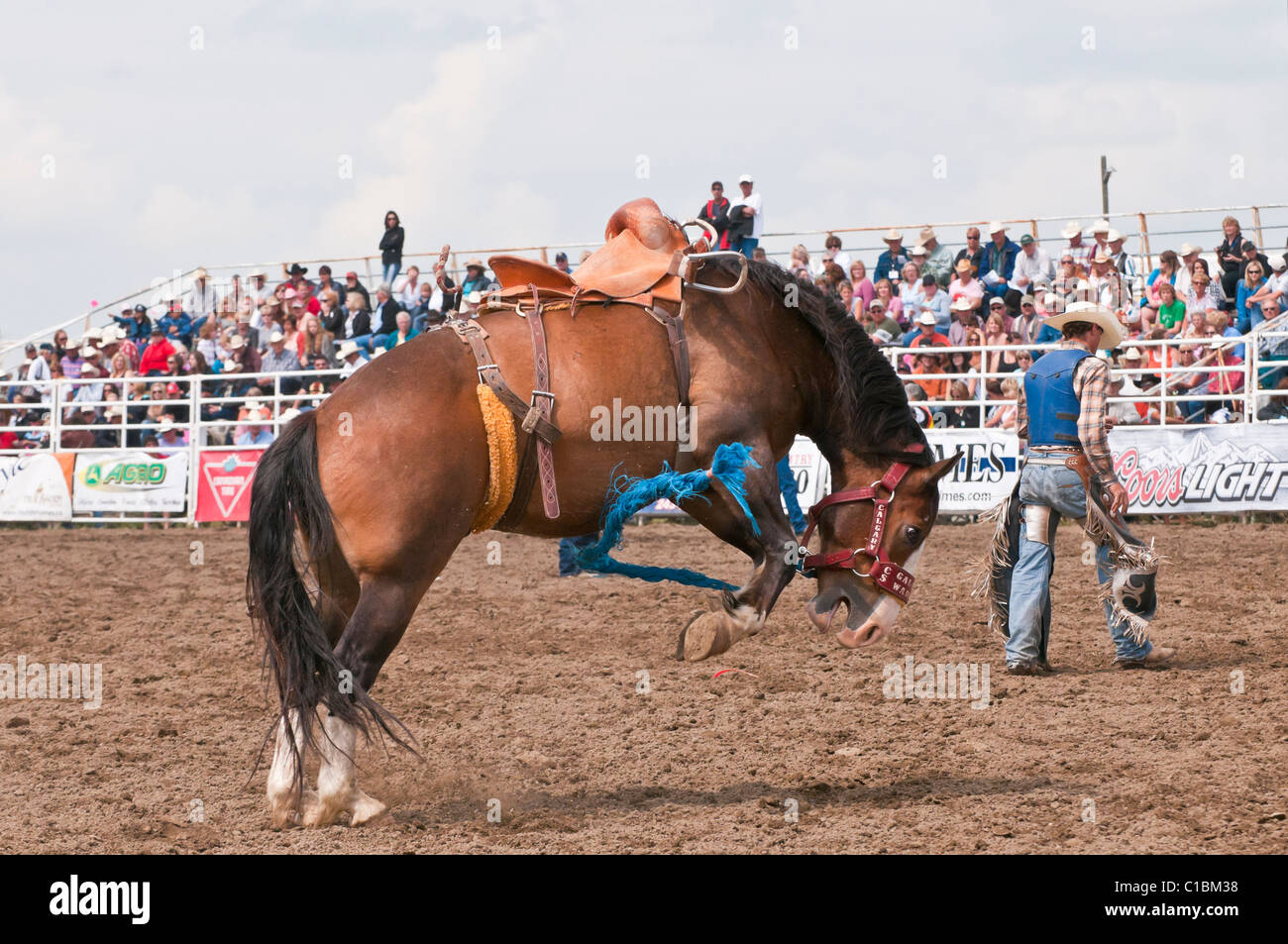 Bronc horse rodeo west western cowboy hi-res stock photography and ...