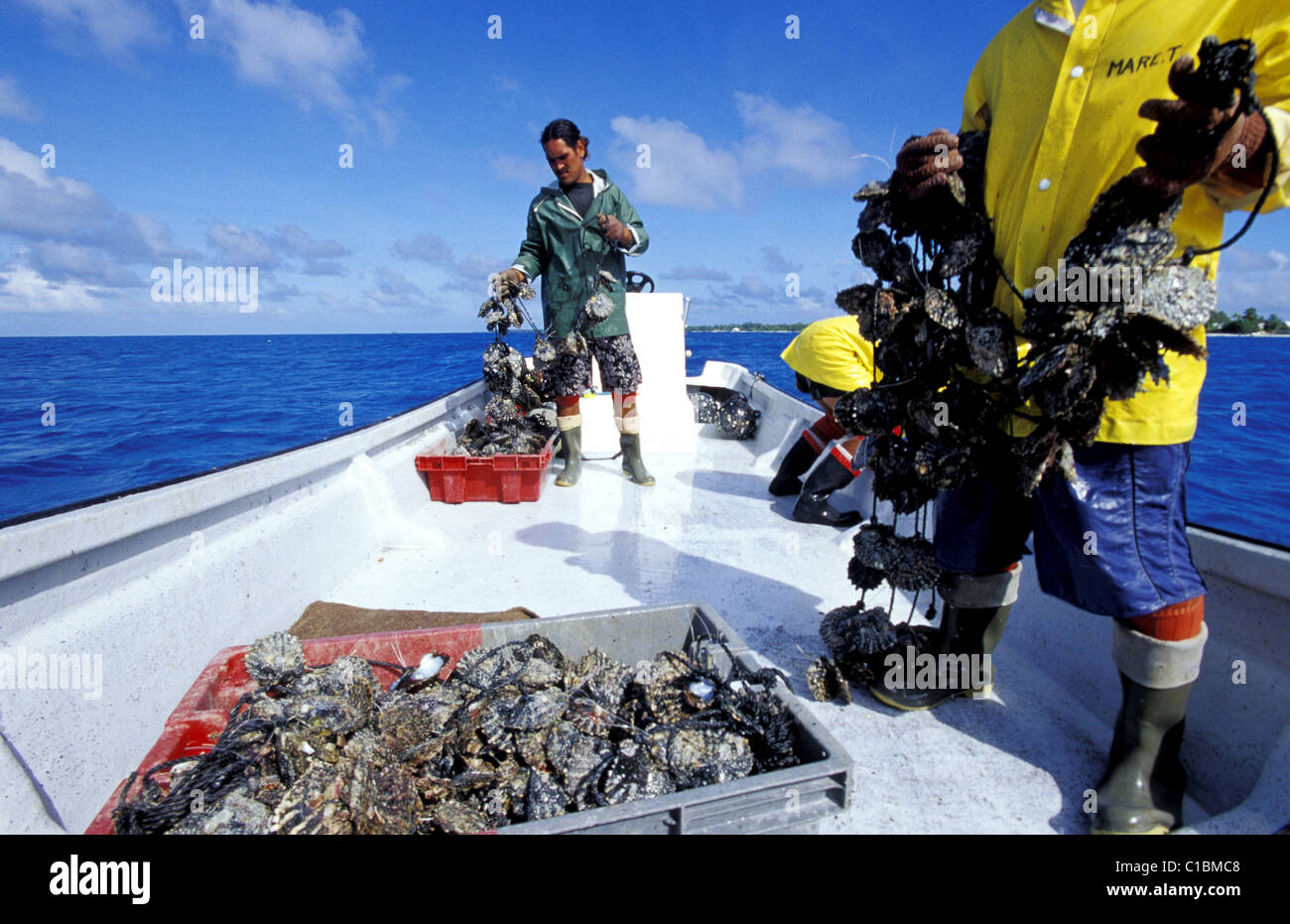 France, French Polynesia, Tuamotu archipelago, Rangiroa, a pearl farm ...