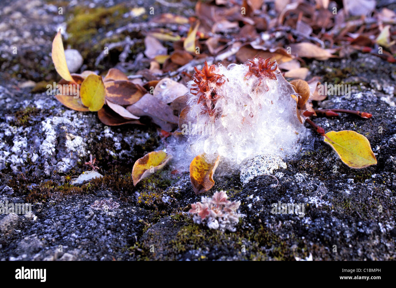 Canada, Nunavut, the Arctic cotton Stock Photo - Alamy