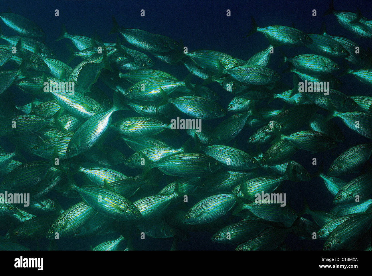 France, Corse du Sud, school of porgies (Sparidae Stock Photo - Alamy