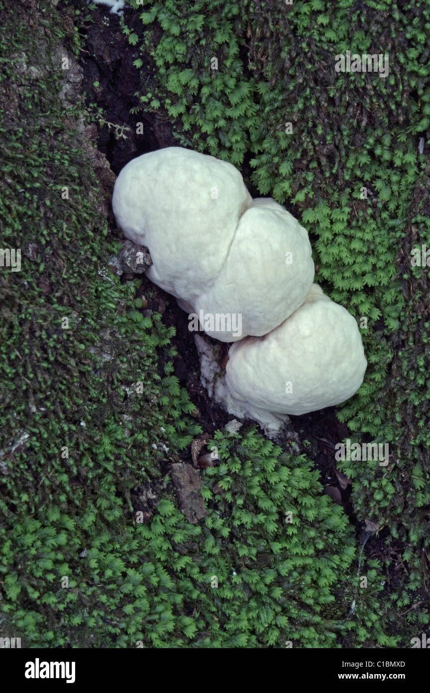 False Puffball (Enteridium lycoperdon Stock Photo - Alamy