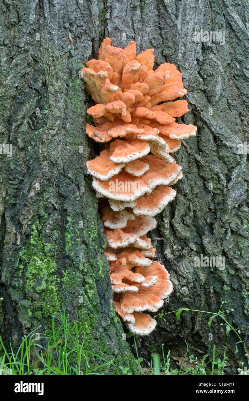 Sulphur shelf (Laetiporus sulphureus Stock Photo - Alamy