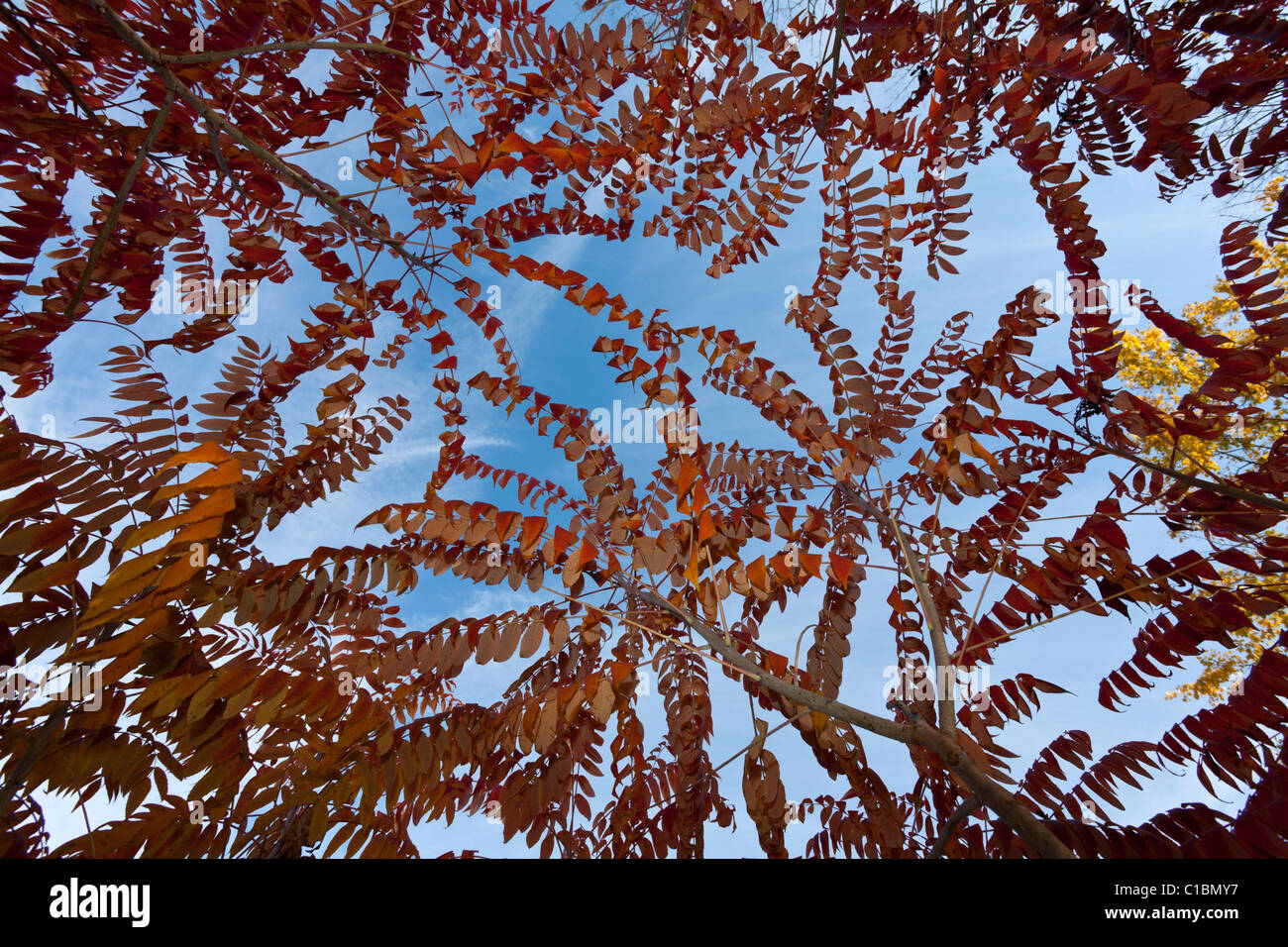 Sumac in the fall Stock Photo - Alamy