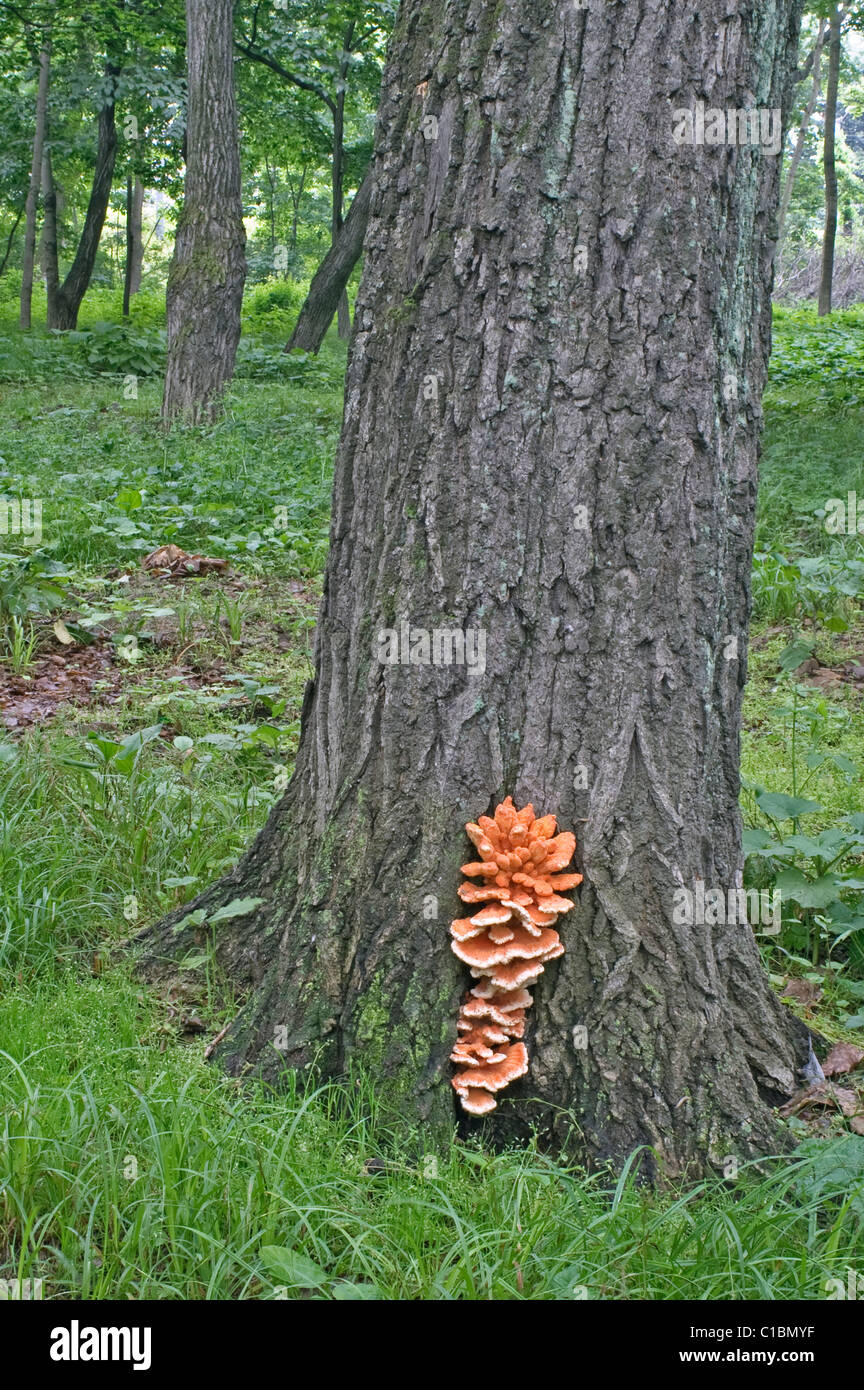 Sulphur shelf (Laetiporus sulphureus Stock Photo - Alamy