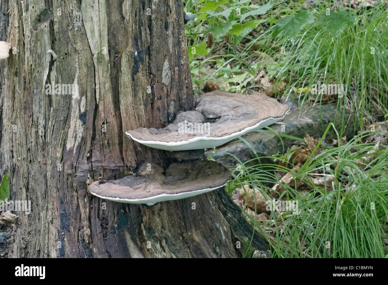 Artist's Conk fungus (Ganoderma applanatum Stock Photo - Alamy
