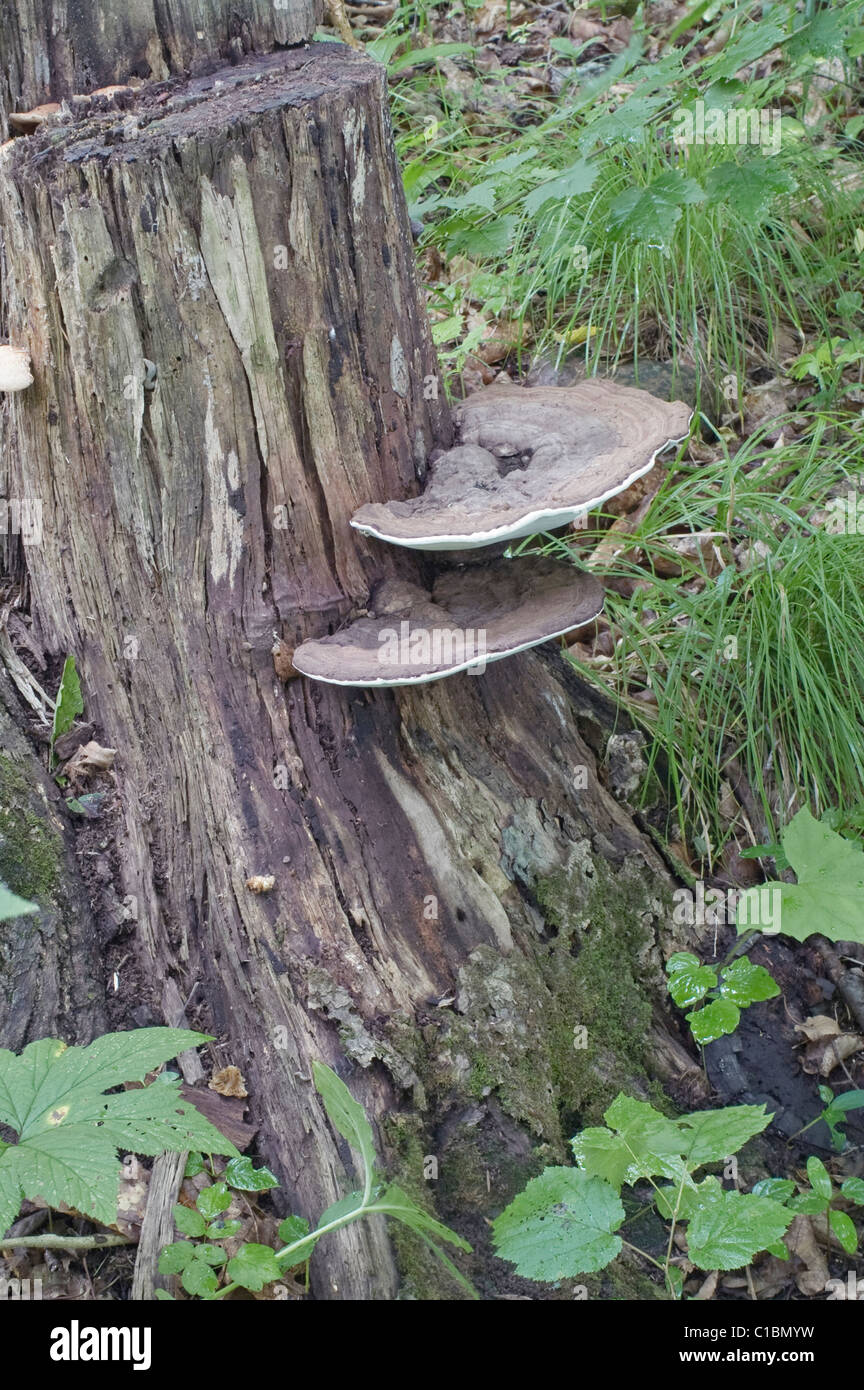 Artist's Conk fungus (Ganoderma applanatum Stock Photo - Alamy