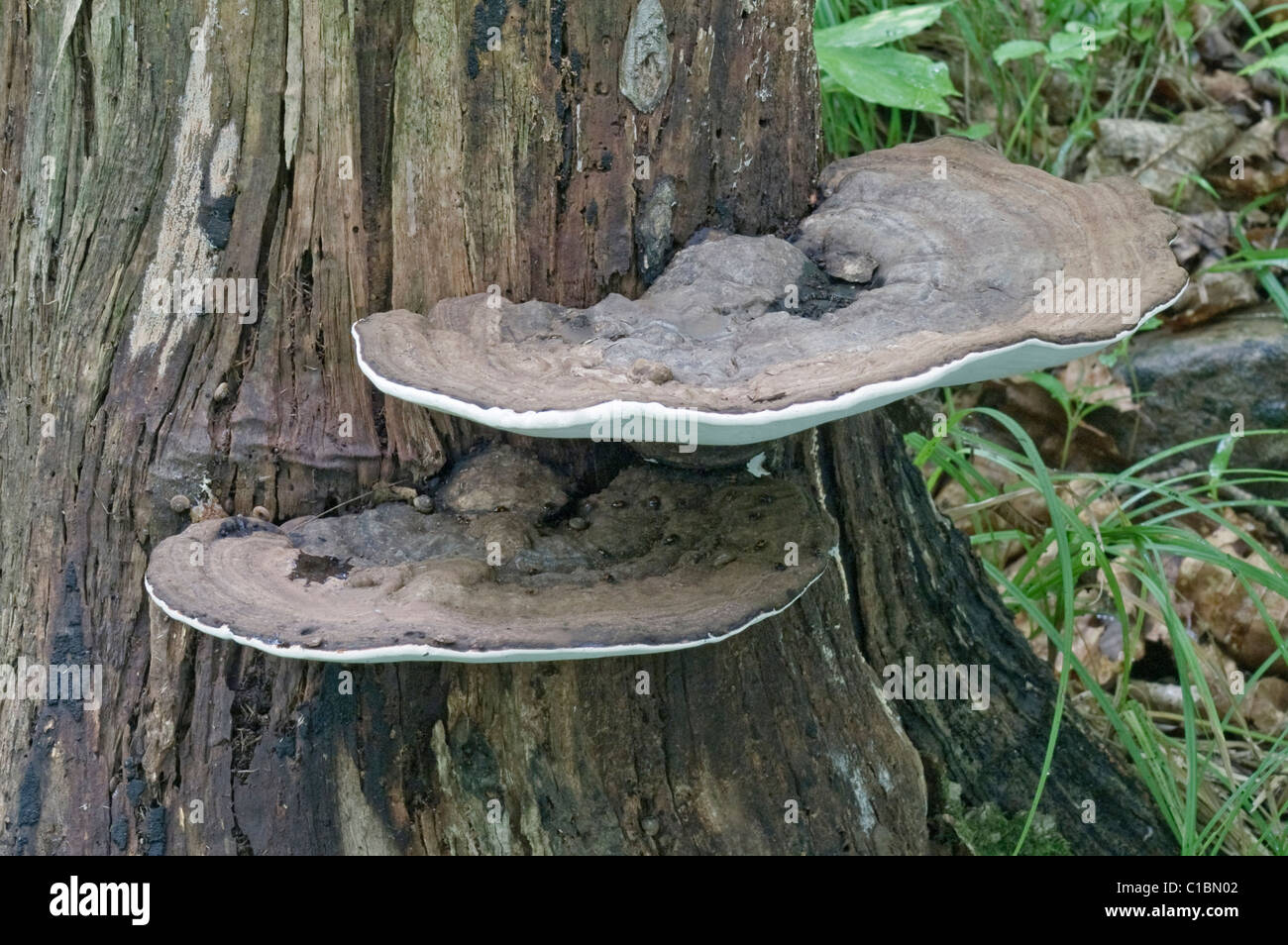 Artist's Conk fungus (Ganoderma applanatum Stock Photo - Alamy