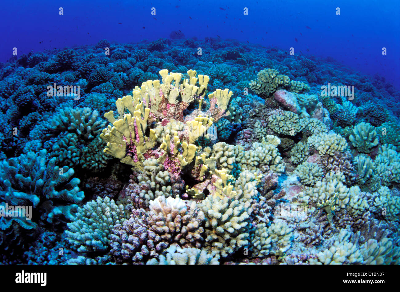 France, French Polynesia, Tuamotu archipelago, reefs of Fakarava atoll ...