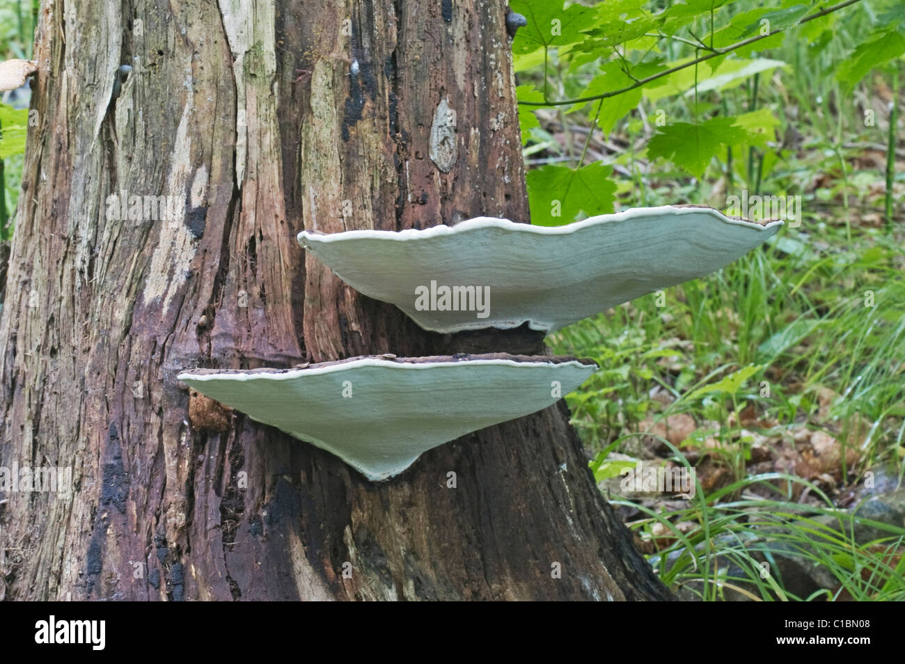 Artist's Conk fungus (Ganoderma applanatum Stock Photo - Alamy