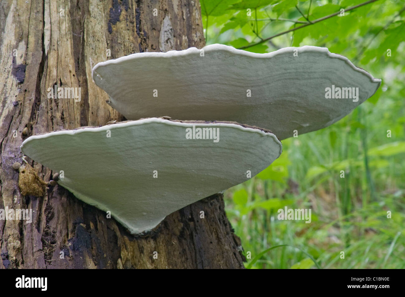Artist's Conk fungus (Ganoderma applanatum Stock Photo - Alamy