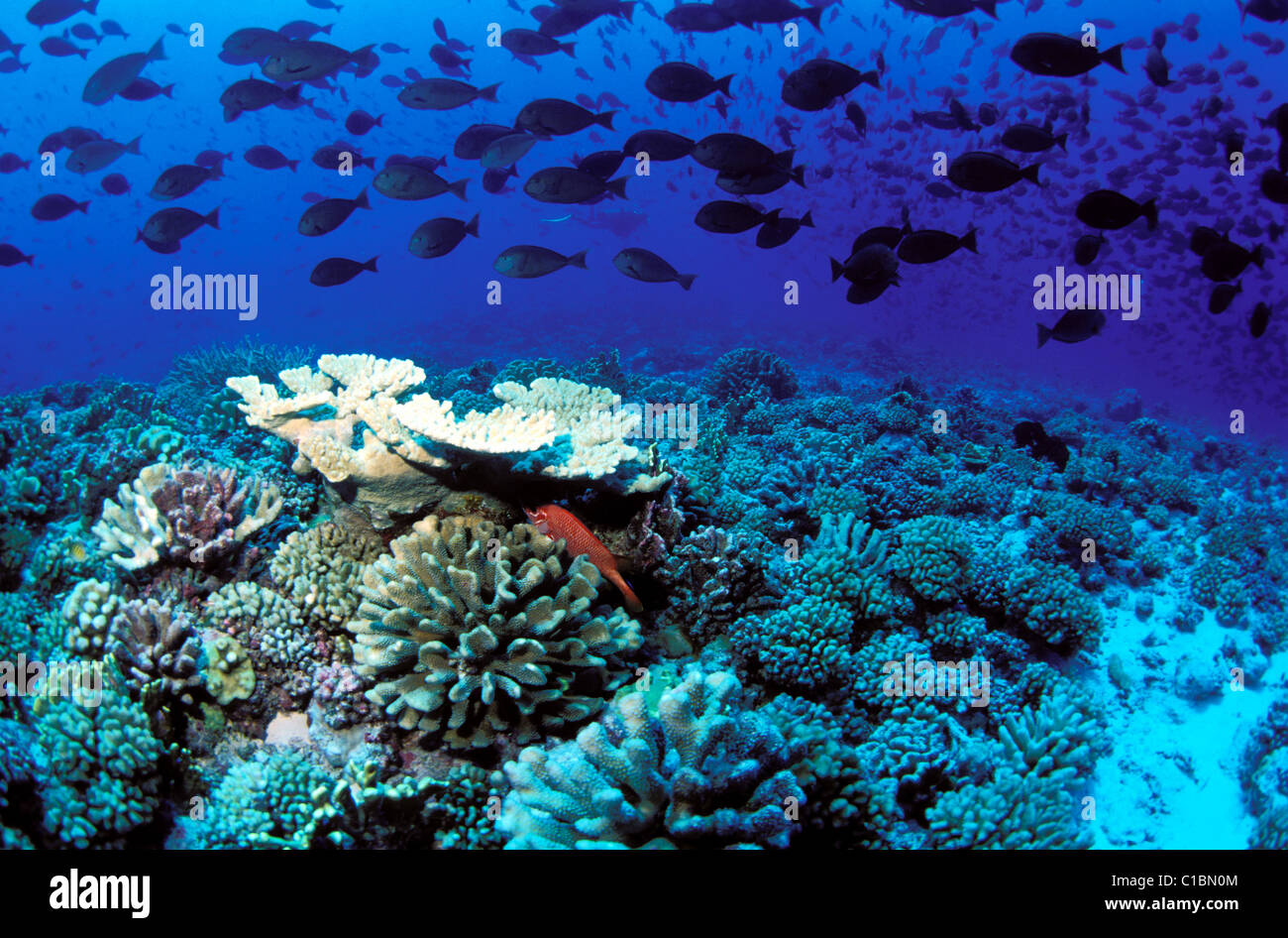 France, French Polynesia, Tuamotu archipelago, reefs of Fakarava atoll ...