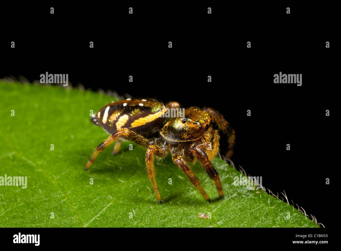 Paraphidippus hi-res stock photography and images - Alamy