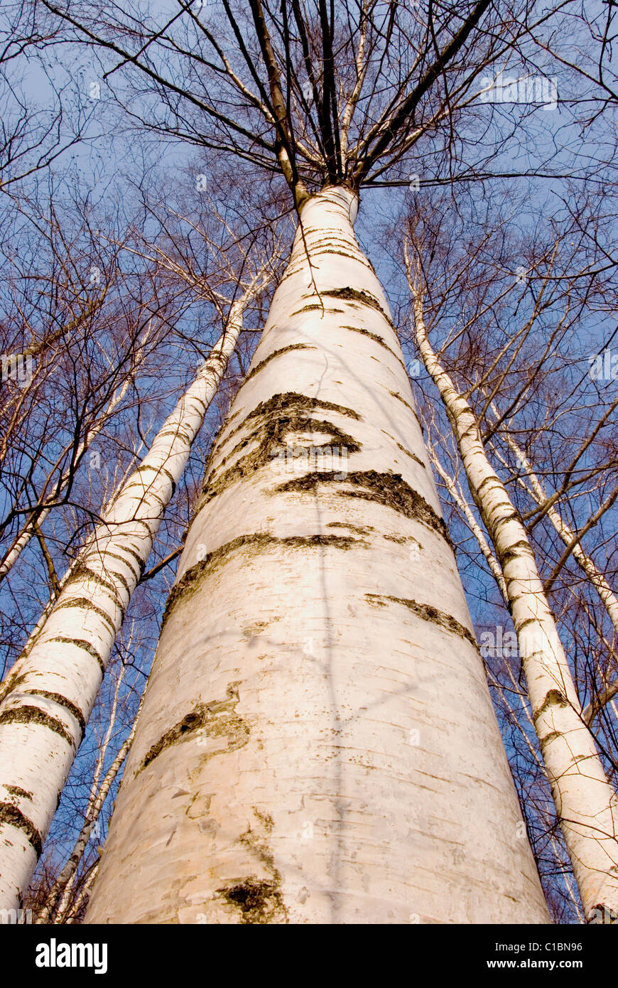 Black tree trunks hi-res stock photography and images - Alamy