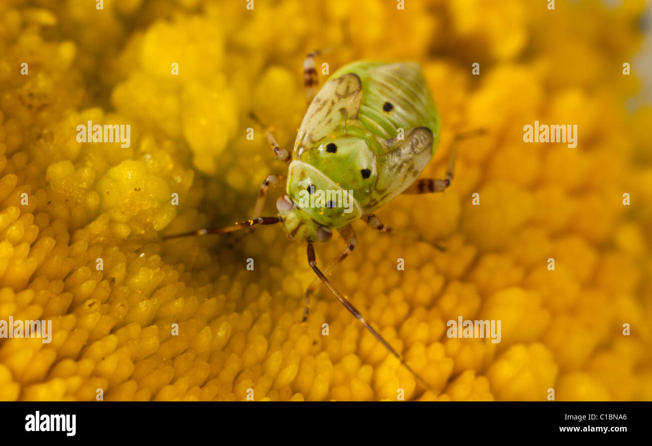Lygus bug nymph (lygus sp Stock Photo - Alamy