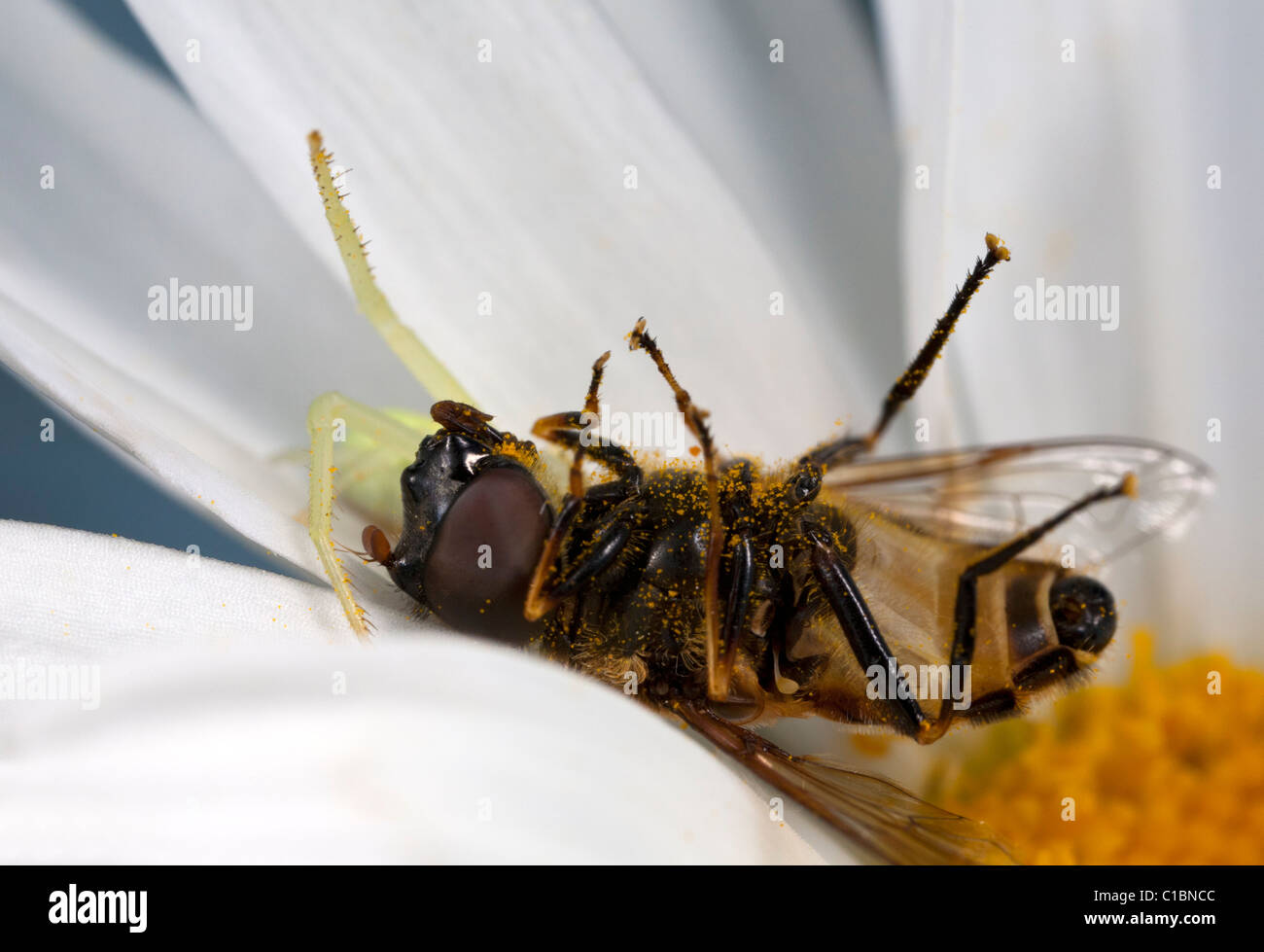 Crab spider with hoverfly prey on daisy Stock Photo - Alamy