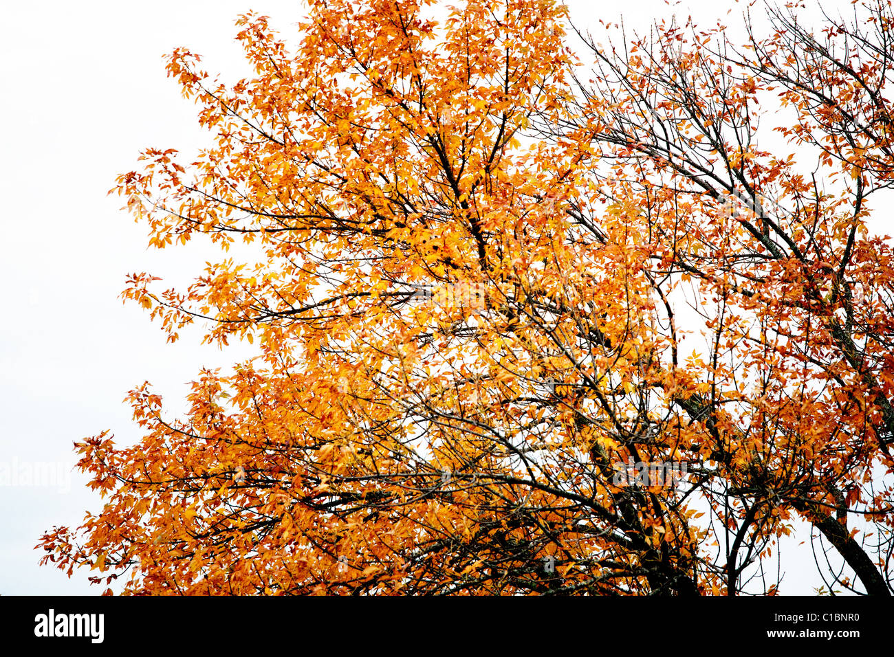 FALL BOTANICAL TREE AUTUMN COLOR LEAVES FOLIAGE Stock Photo - Alamy
