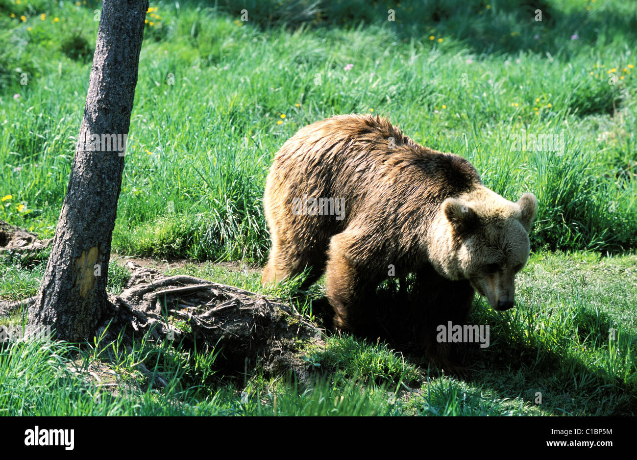 Is a bear hi-res stock photography and images - Alamy