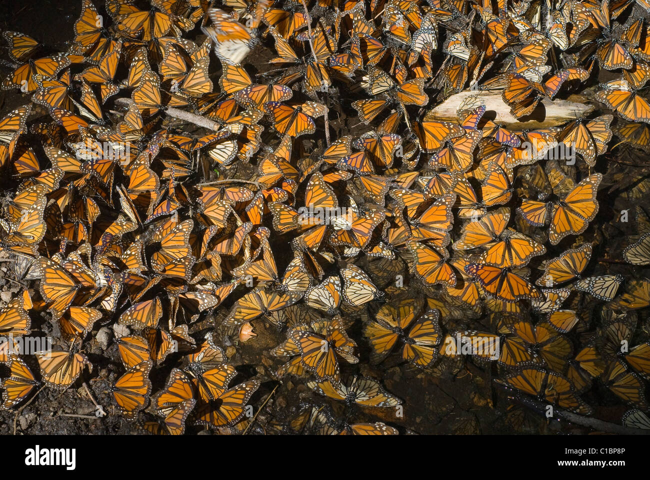 Monarch butterflies migrate annually to the Sierra Madre mountains of ...