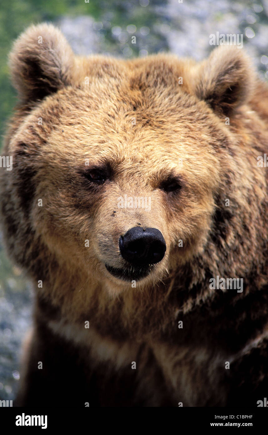 France, Hautes Pyrenees, Saint Lary Soulan, brown bear at the house of ...