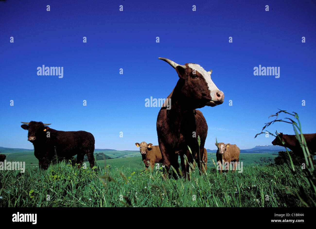 France, Puy de Dome, Ferrandaise cow on the plateau of Cezallier Stock ...