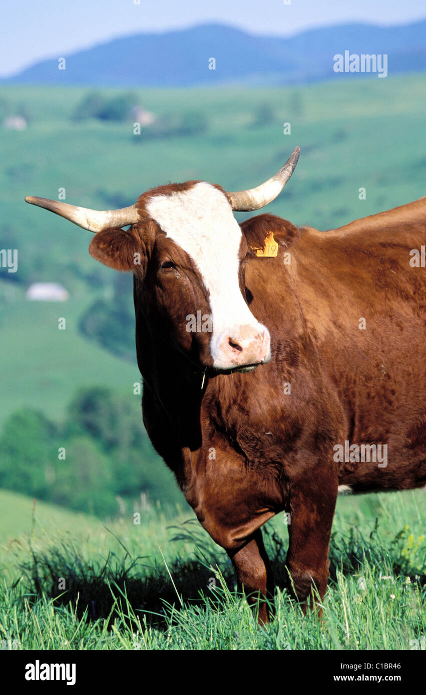 Ferrandaise cow hi-res stock photography and images - Alamy