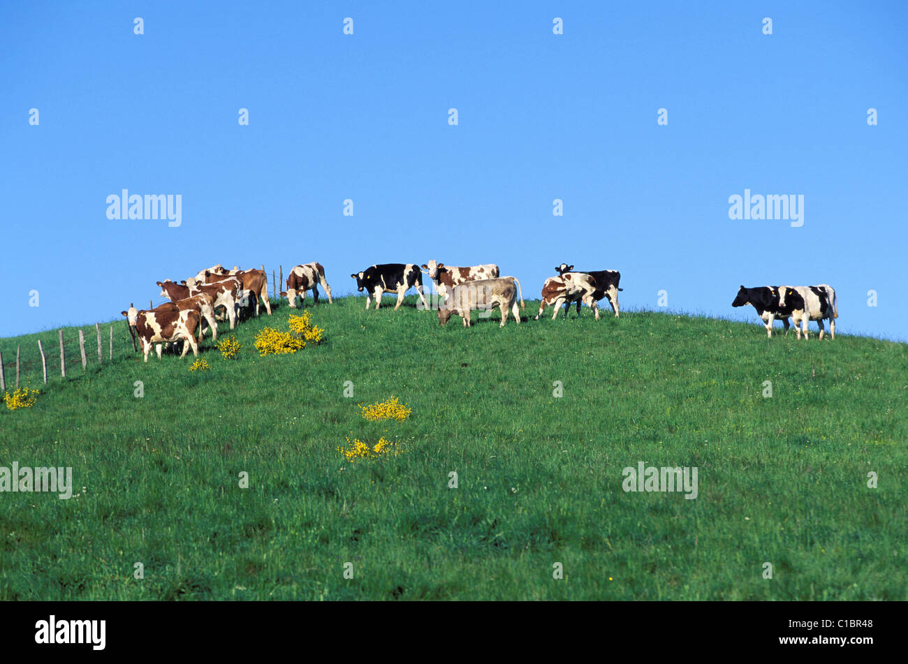 France, Puy de Dome, herd of cows Stock Photo - Alamy