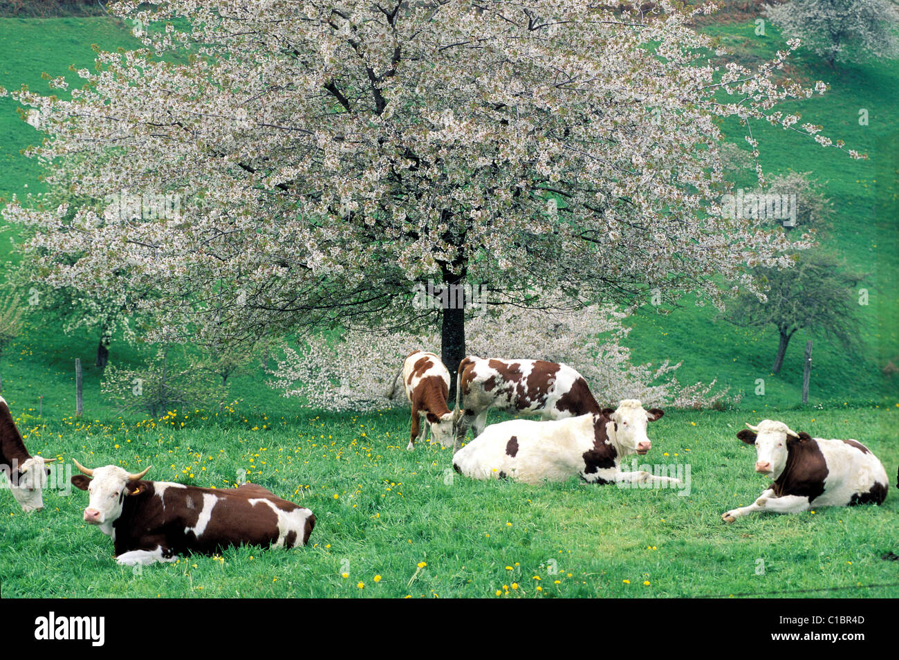 Cows under tree hi-res stock photography and images - Alamy