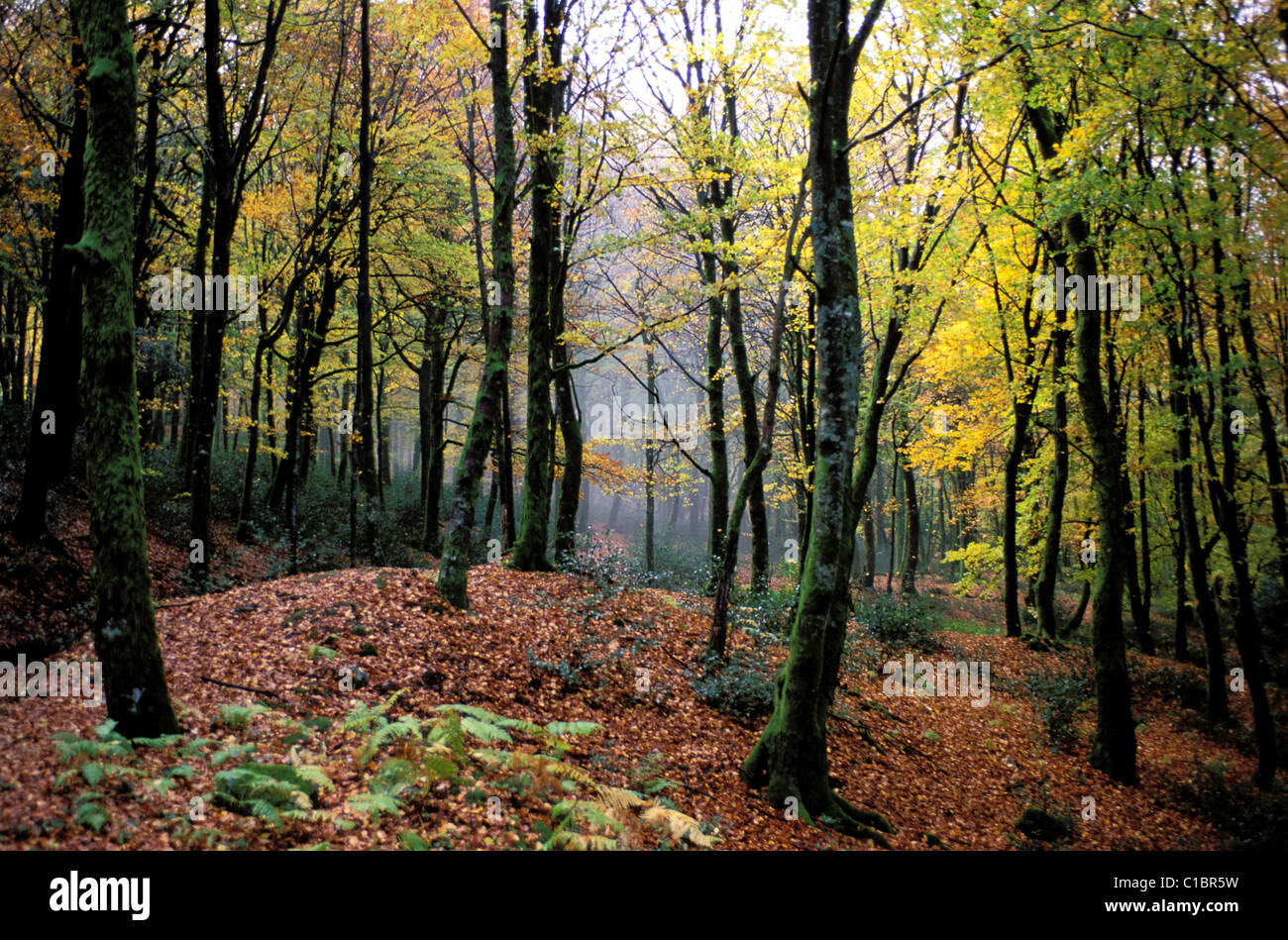 France, Saone et Loire, Morvan, Mont Beuvray next to Bibracte, forest ...