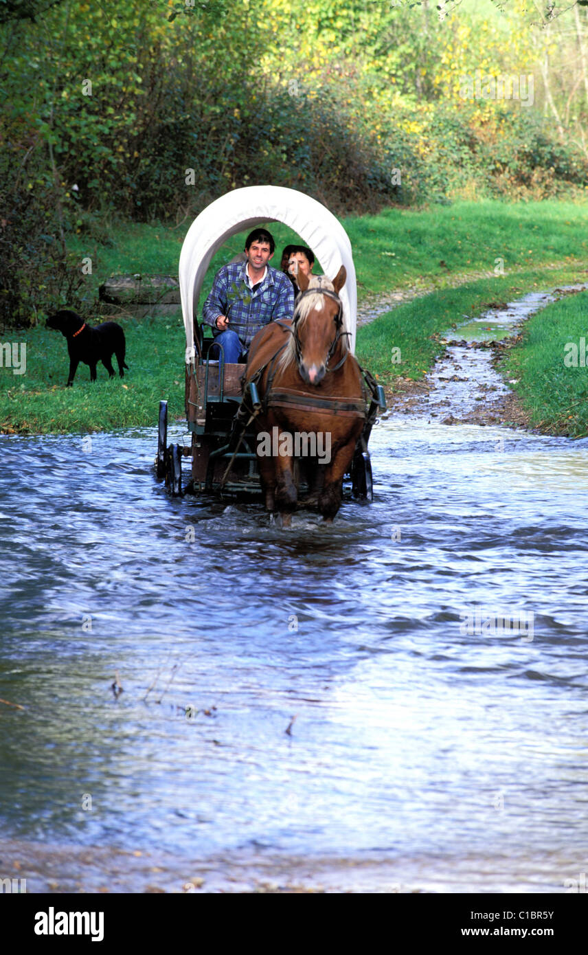 A Horse Drawn Water Carriage High Resolution Stock Photography and ...