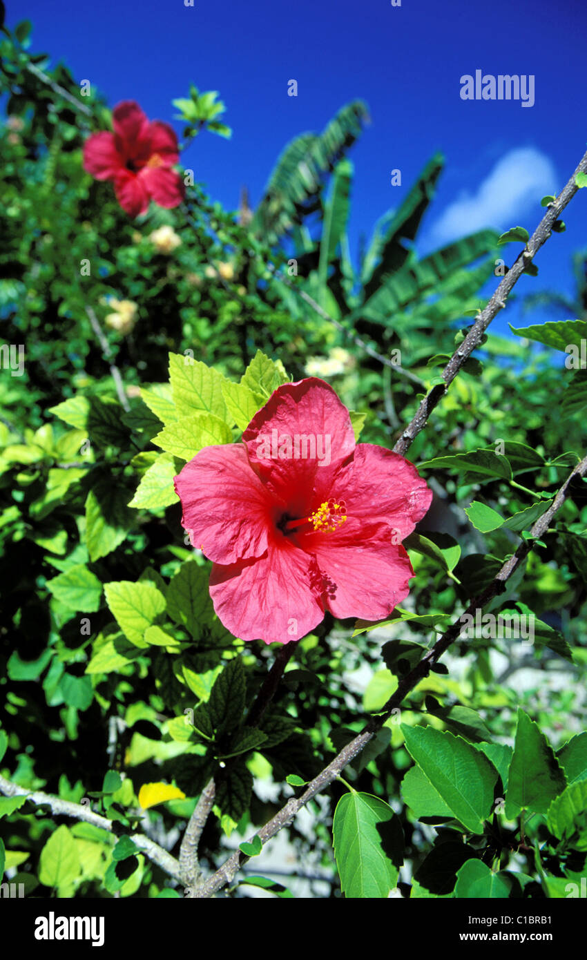 France, French Polynesia, hibiscus flower on Maupiti Island Stock Photo ...