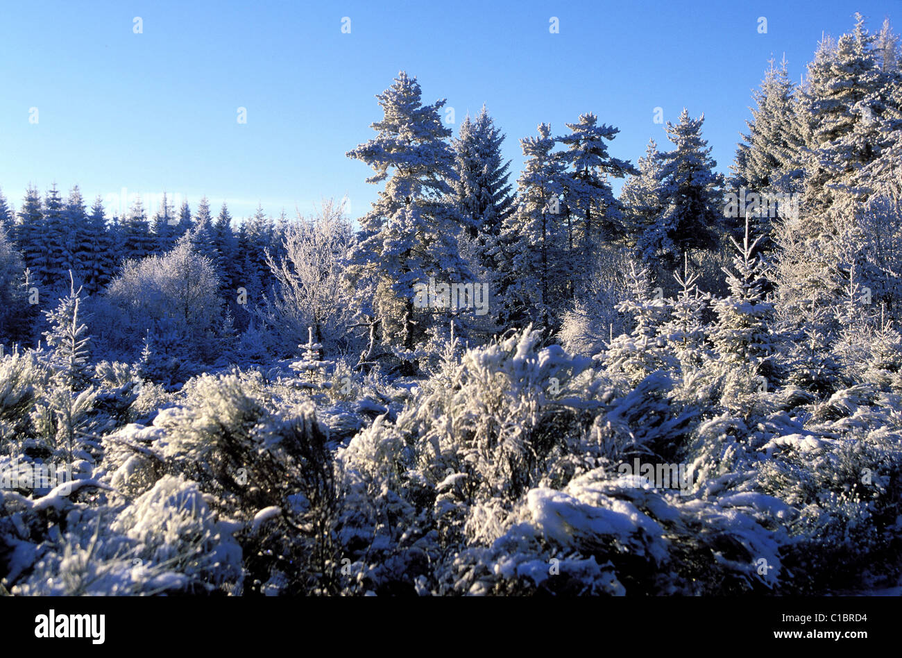 France, Puy de Dome, Livradois Forez Naturel Regional Park, forest near ...