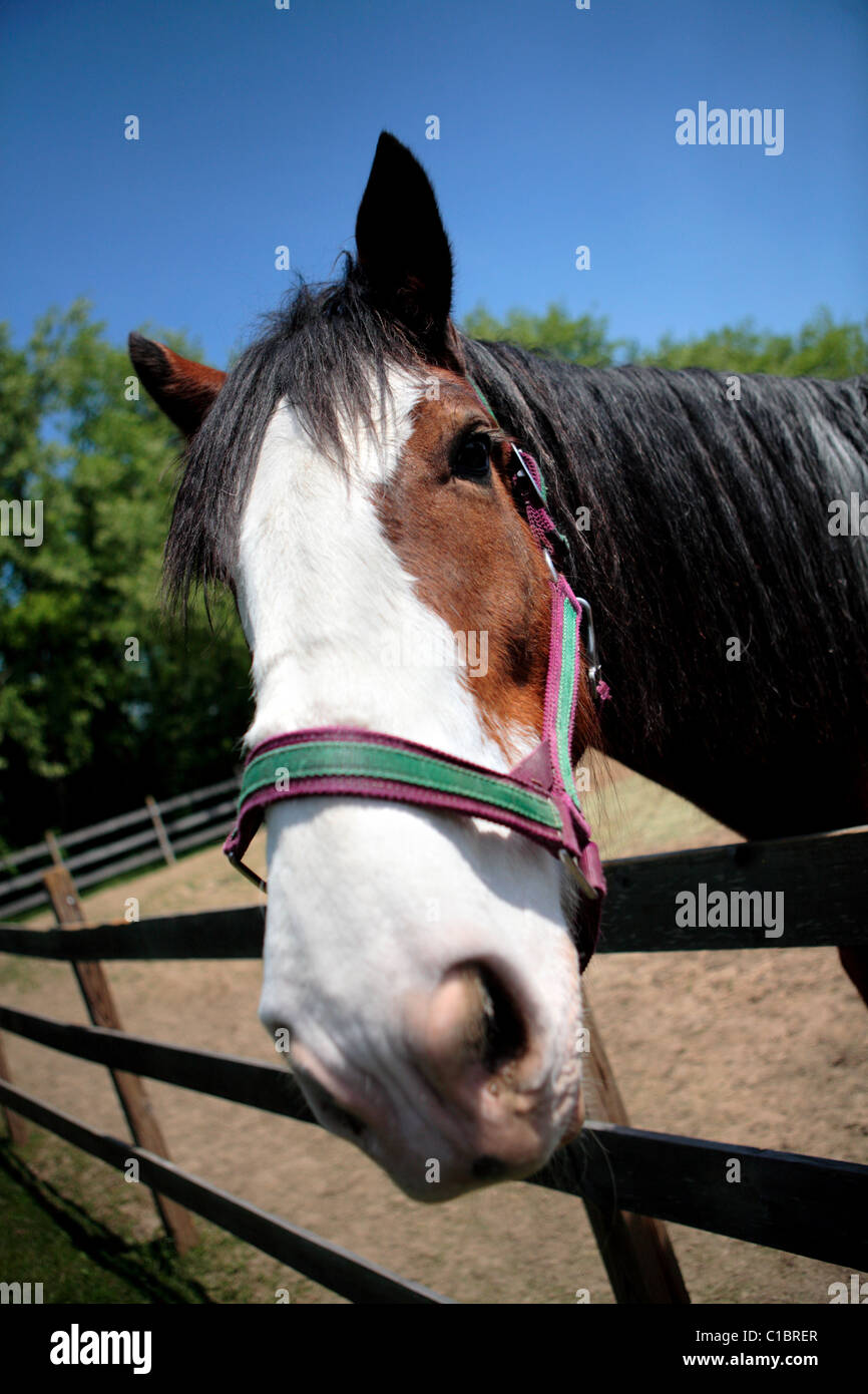 Horse face close up High Resolution Stock Photography and Images - Alamy