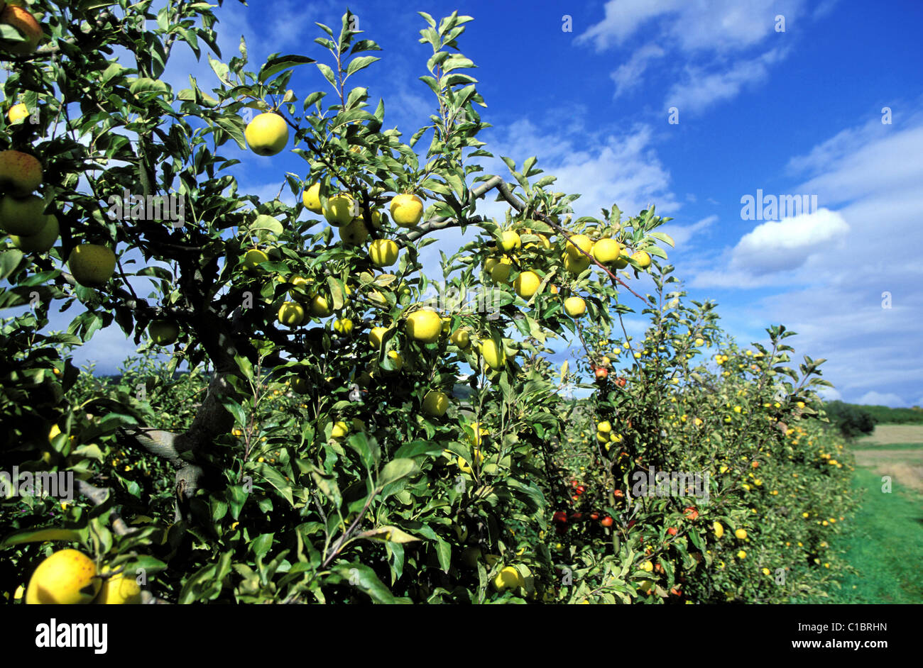 France, Puy de Dome, an orchard of apple trees the apple golden la ...