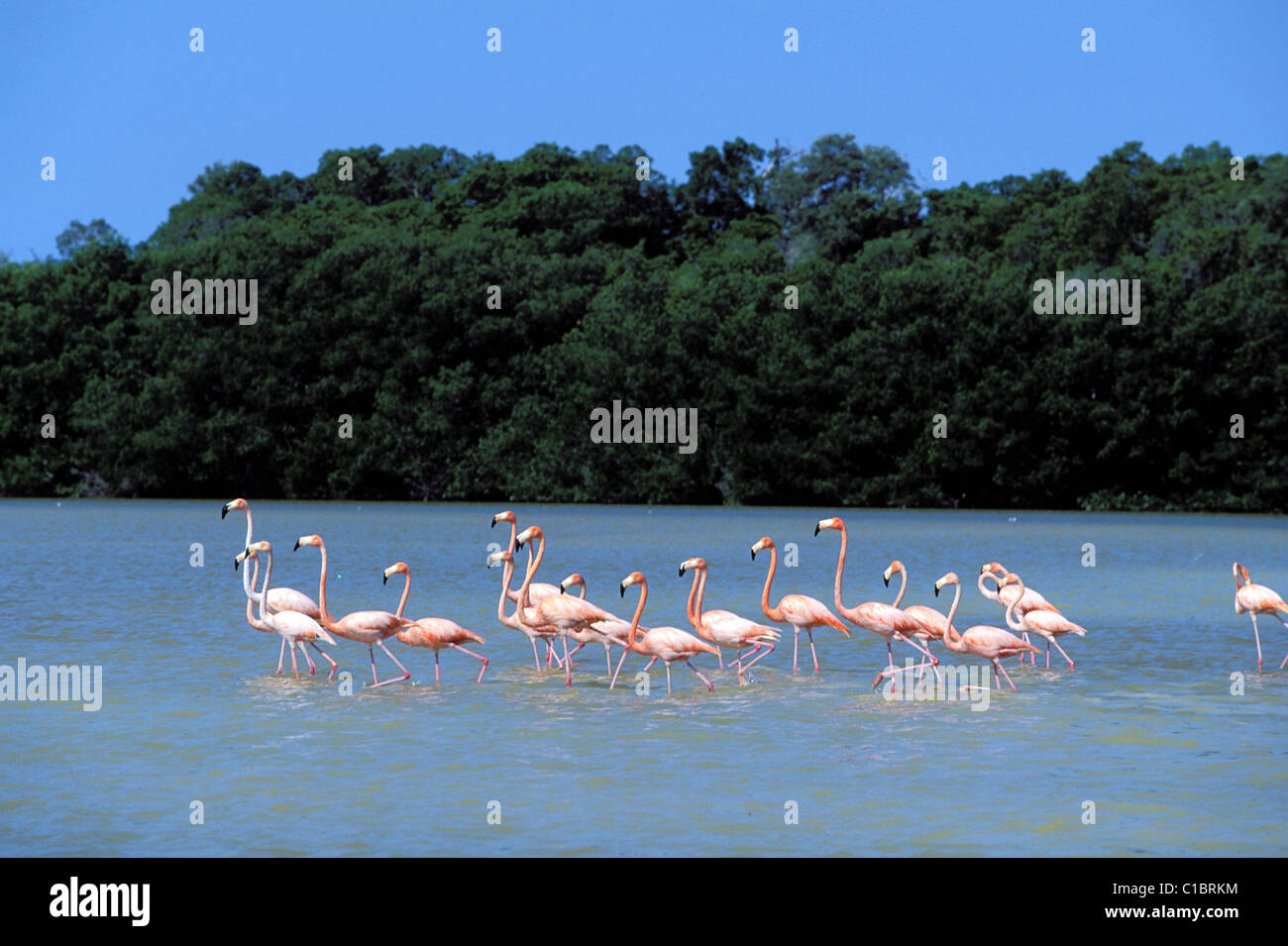 Mexico, Yucatan State, Celestun, pink flamingos at the Biosphere ...