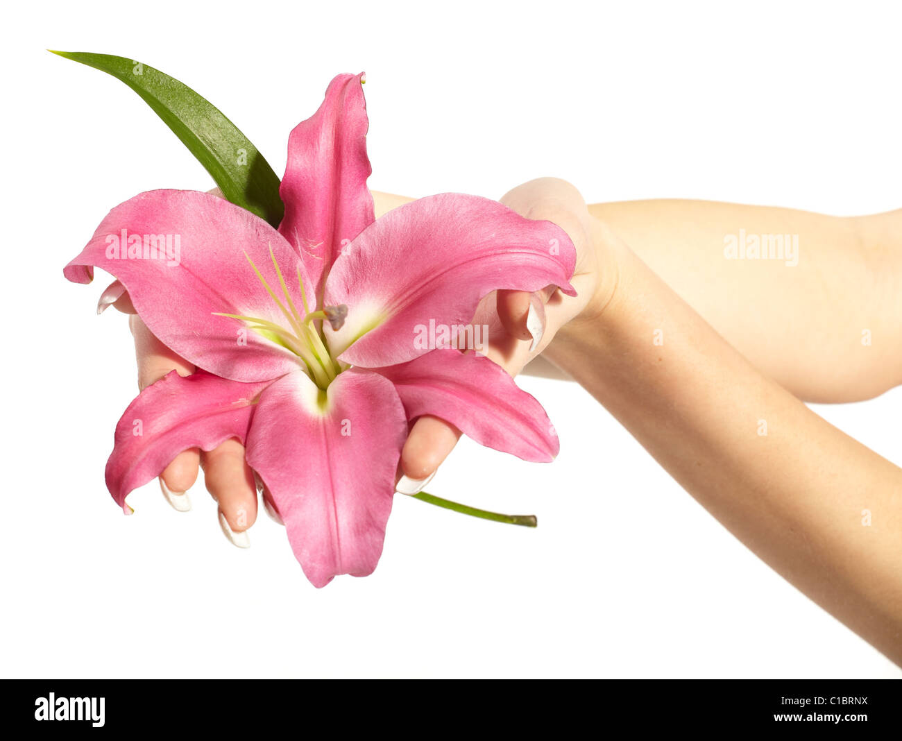 Pink lily in the hand Stock Photo - Alamy