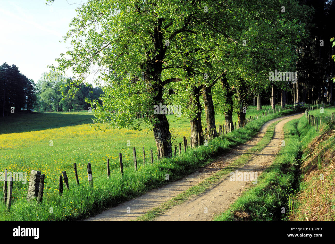 France, Puy de Dome, Livradois Forez Naturel Regional Park, a path ...
