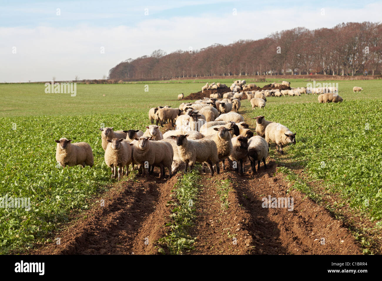 Flock of sheep looking at photographer in field of crops in Dorset in ...