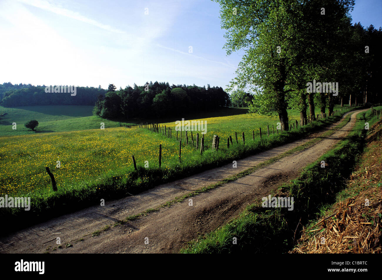 France, Puy de Dome, Livradois Forez Naturel Regional Park, a path ...