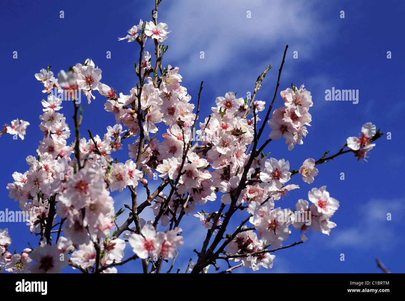 Almond Tree In French Translation at Charles Kesteven blog