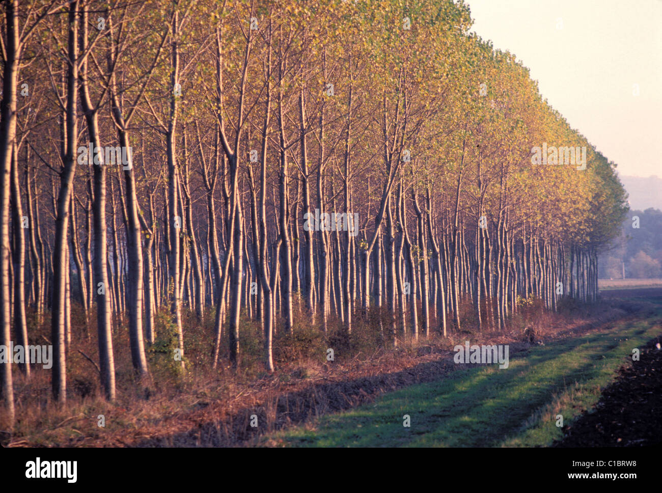 Poplar trees and france hi-res stock photography and images - Alamy