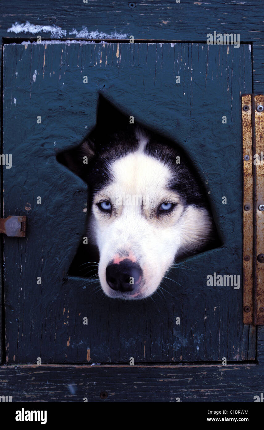 Canada, Quebec Province, husky Stock Photo - Alamy