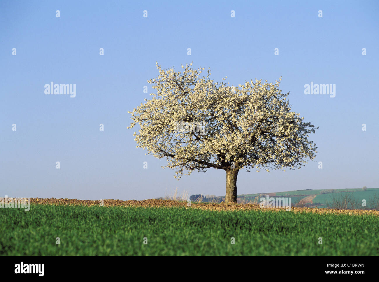 A cherry tree in spring Stock Photo - Alamy