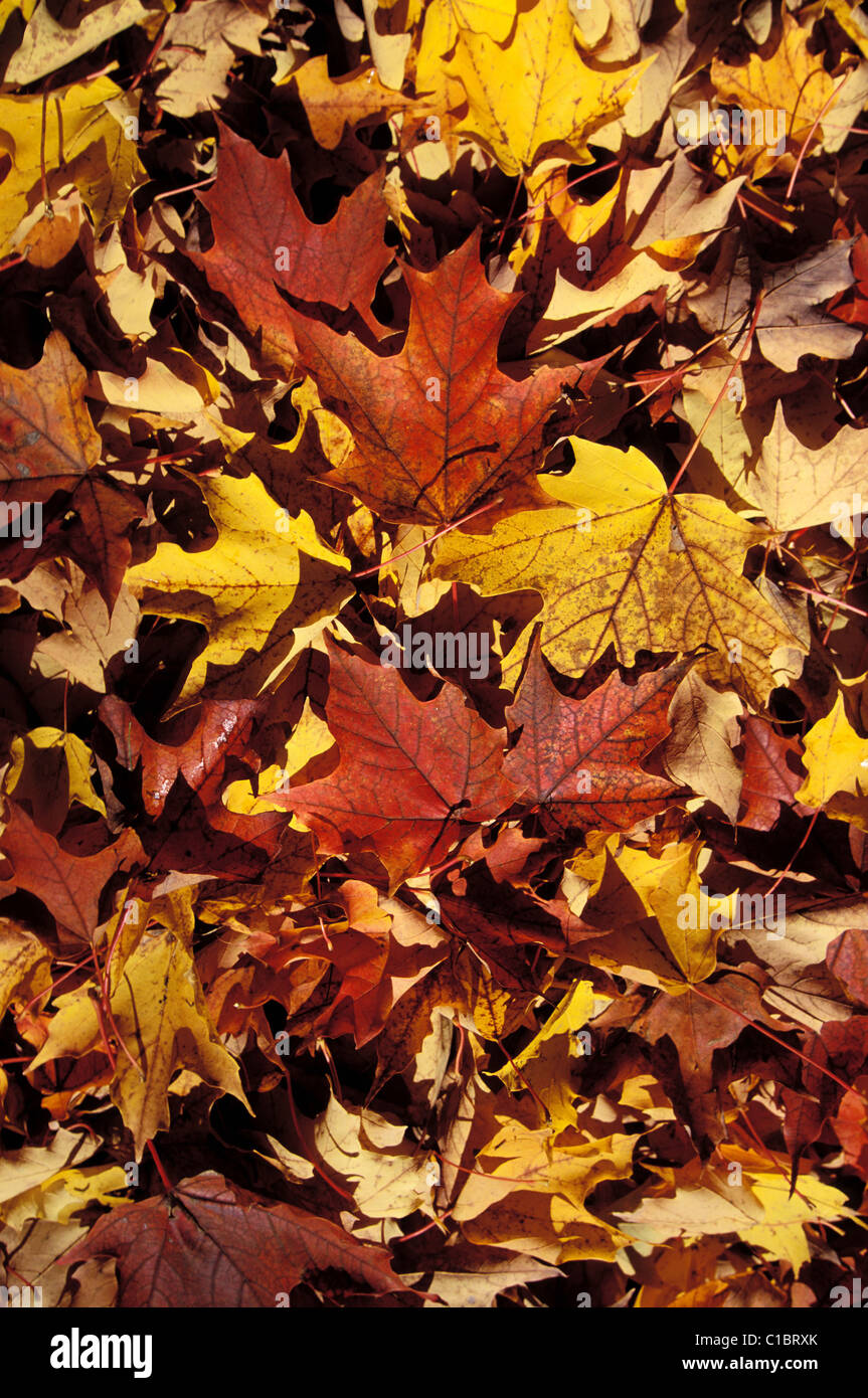 Leaves from hi-res stock photography and images - Alamy