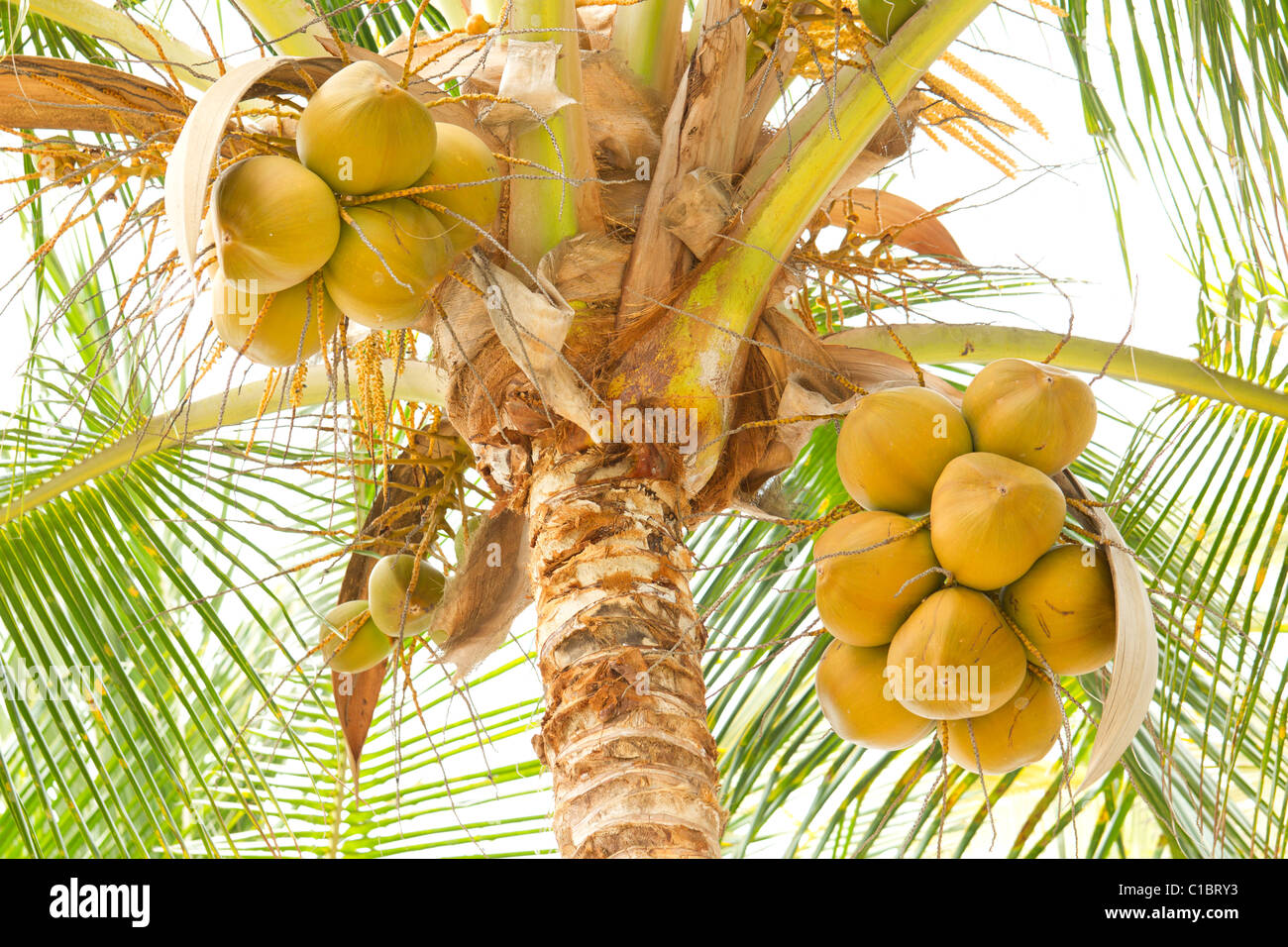 Coconut Tree With Ripped Fruits Stock Photo - Alamy